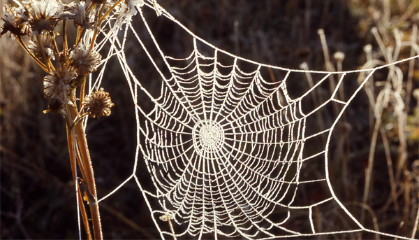 The Magnificence of Spider Silk – Metanexus