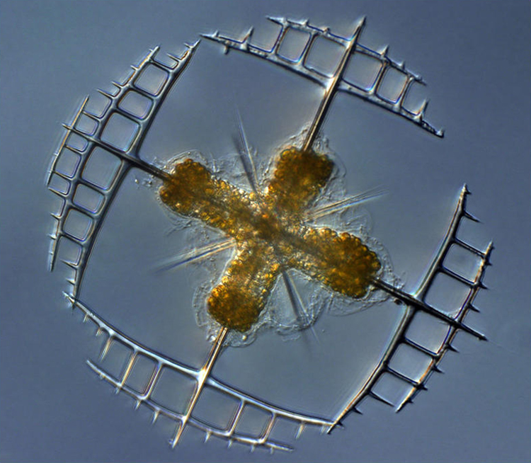 Paradox of Plankton - Metanexus